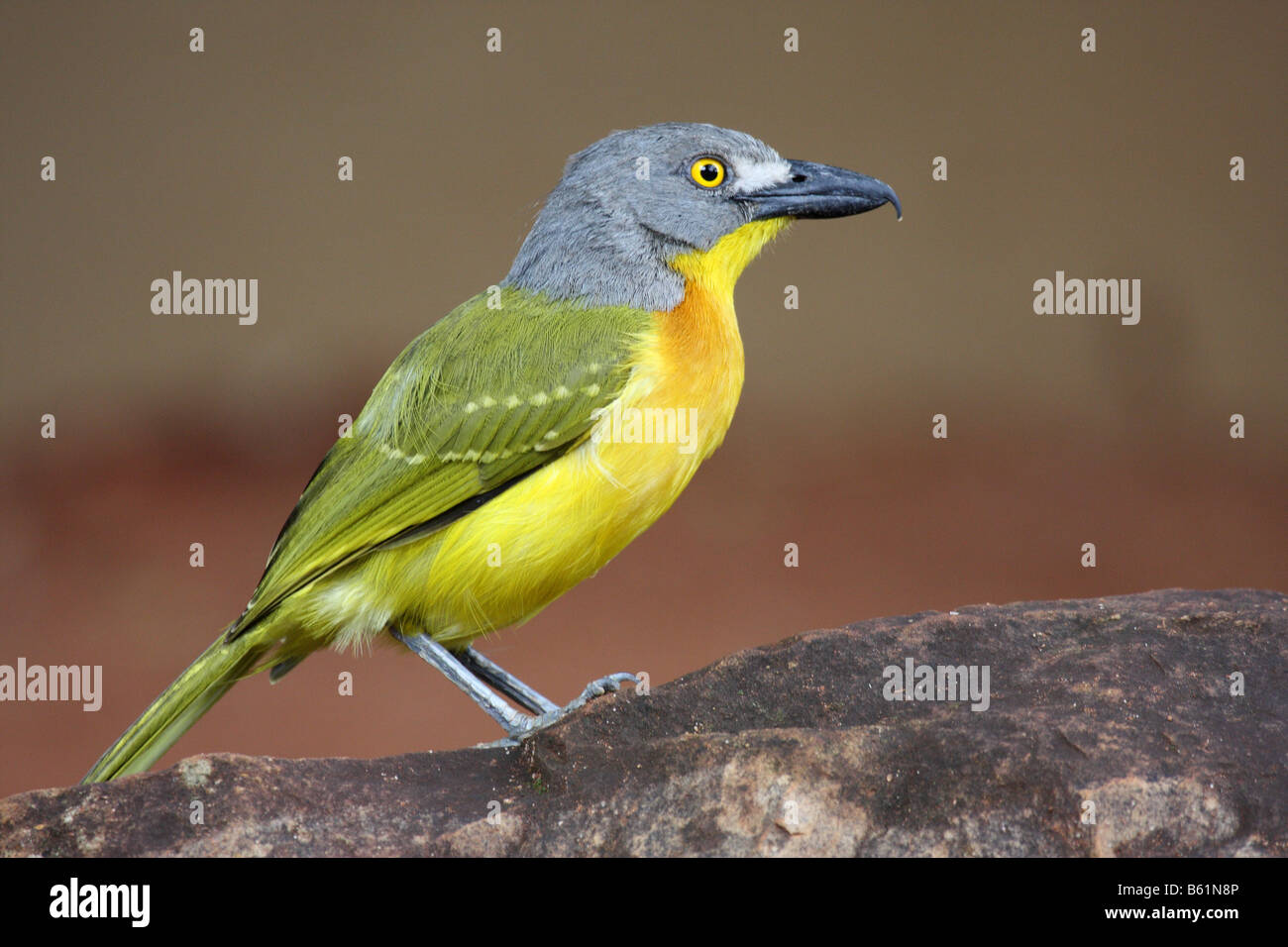 Greyheaded bush shrike hi-res stock photography and images - Alamy