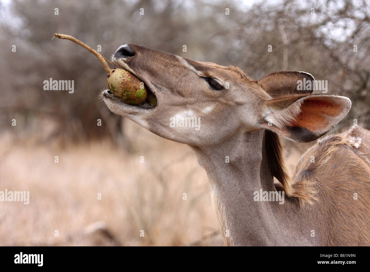 greater kudu eating fruit Stock Photo - Alamy