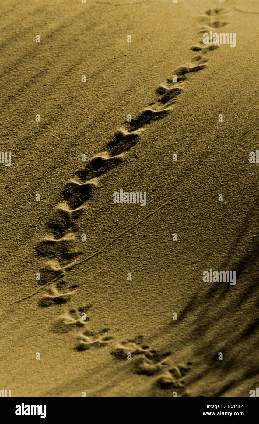 Close up, detail, grunge, minimal landscape, grunge, row of bird ...