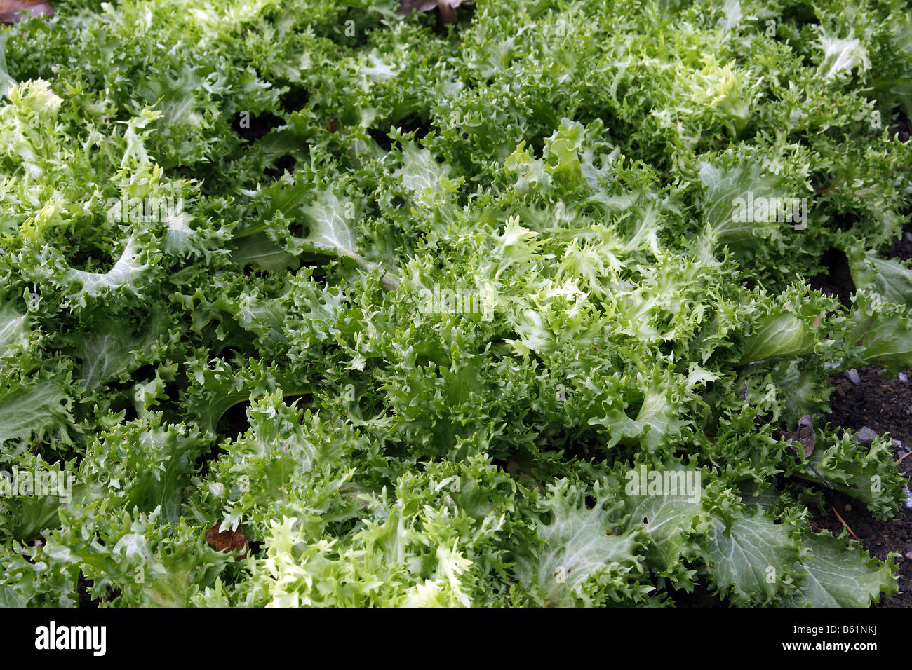 Moss Curled High Resolution Stock Photography and Images - Alamy