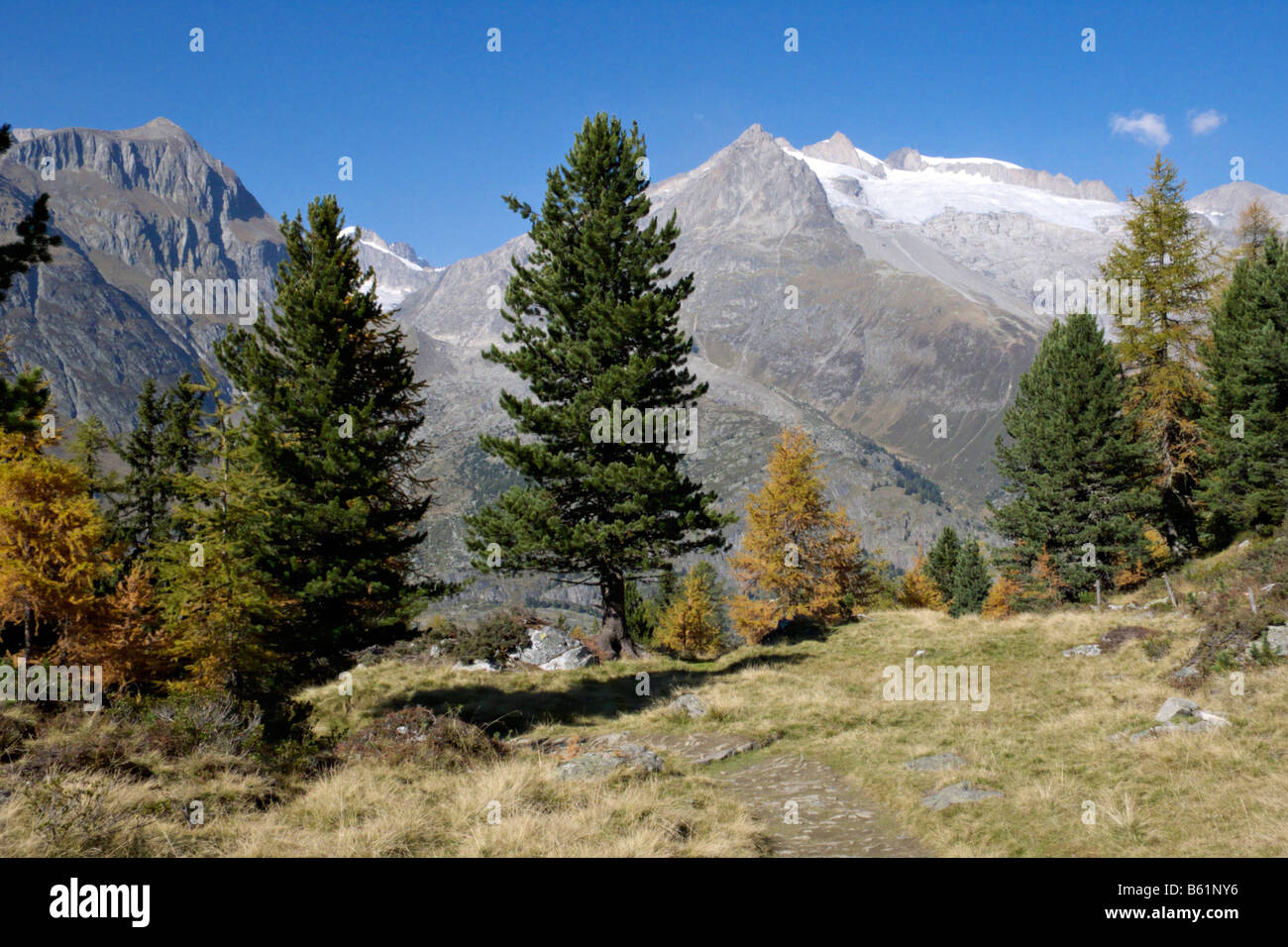 Aletsch forest, Switzerland Stock Photo - Alamy