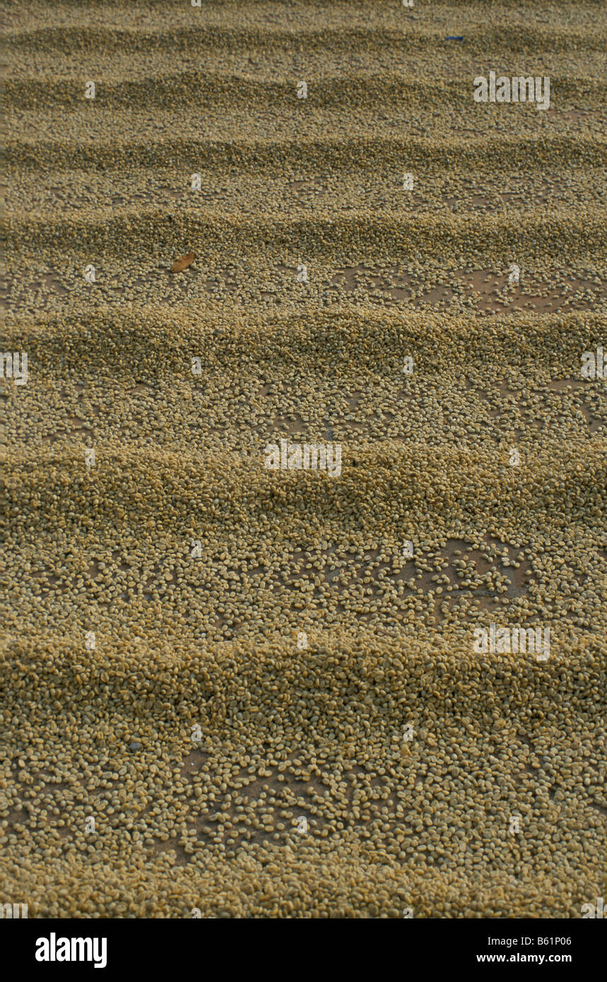 Washed coffee beans process hi-res stock photography and images - Alamy