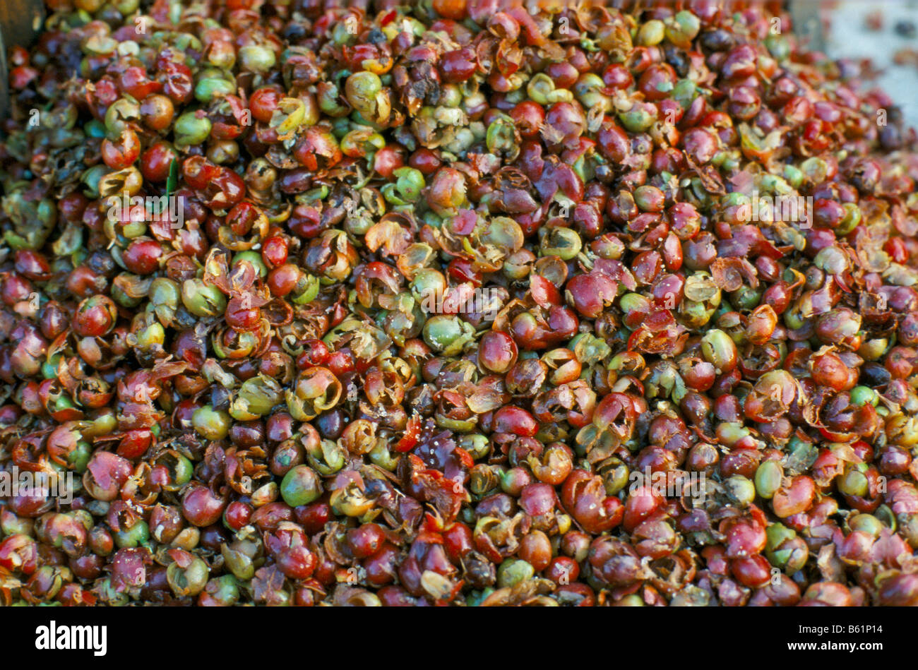 Sumatra Indonesia pulp of the coffee cherry Stock Photo - Alamy
