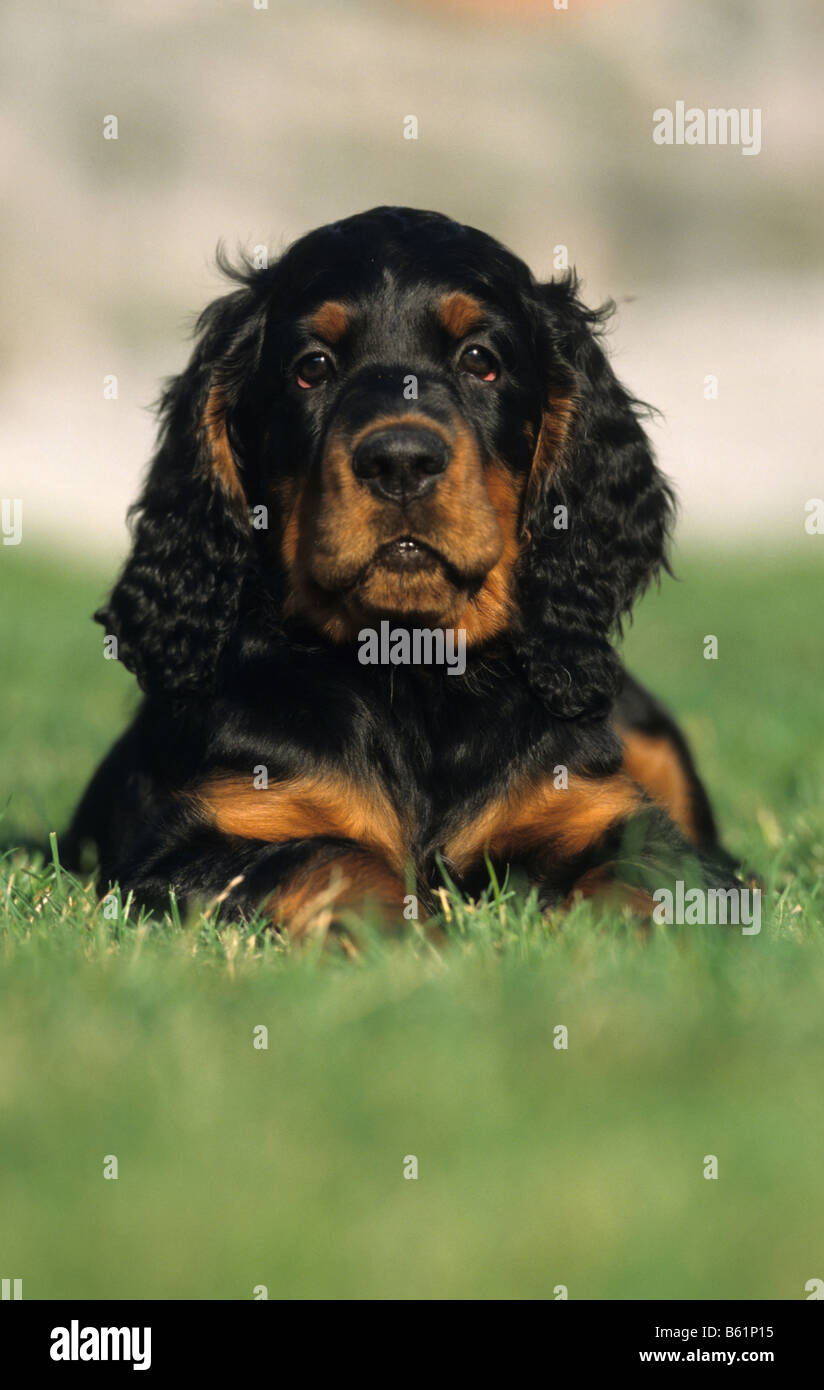 Gordon setter hi-res stock photography and images - Alamy