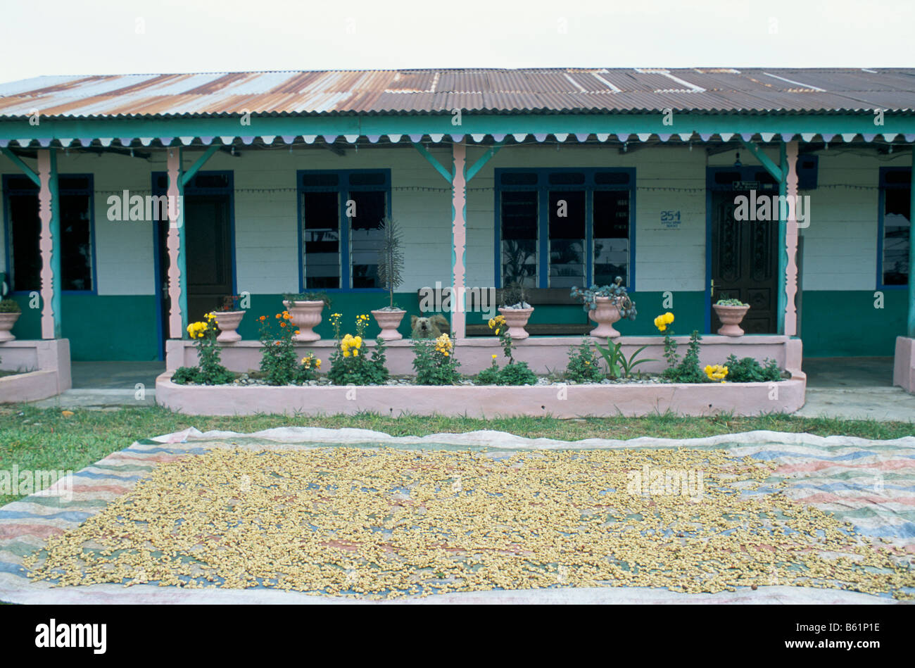 Lington Sumatra Indonesia green coffee spread out to dry on a tarpaulin ...