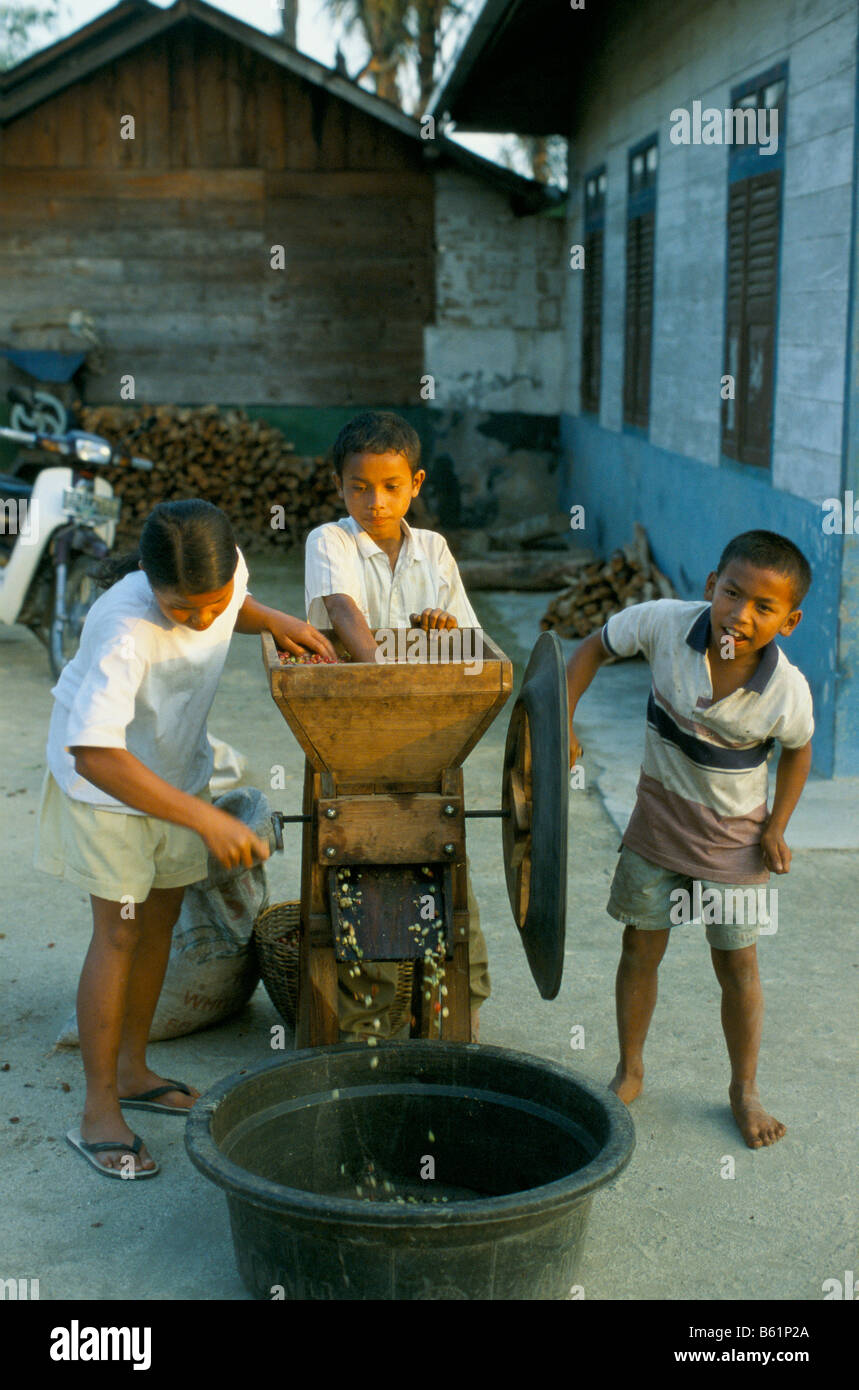 Children operating a coffee cherries de-pulping machine, Sumatra ...
