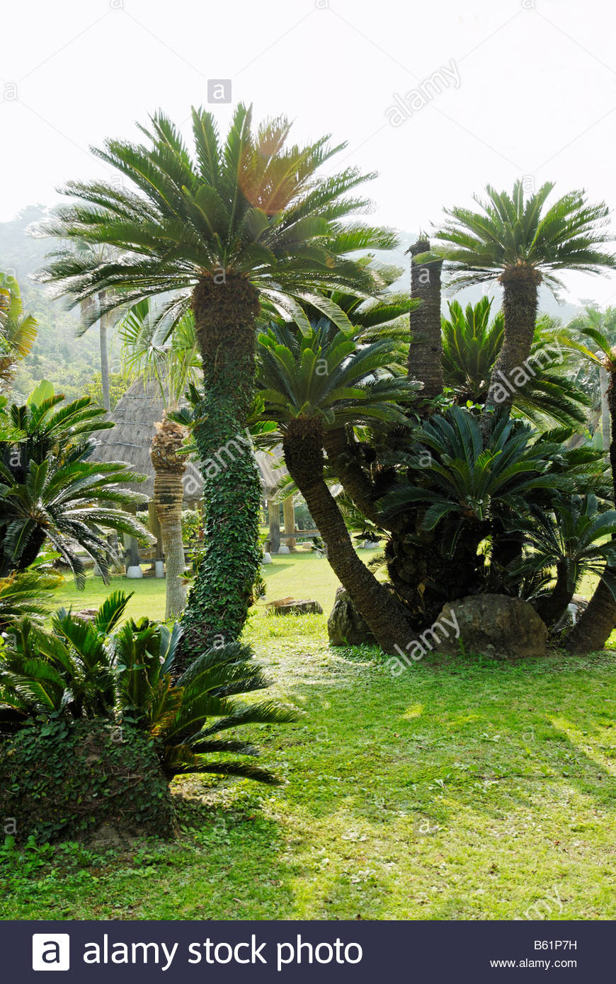Cycad Trees High Resolution Stock Photography and Images - Alamy