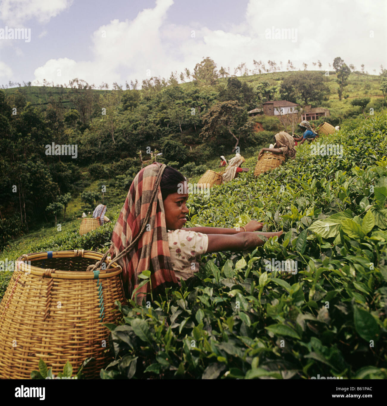 Kerala, India. Tea picker at work plantations introduced by British ...