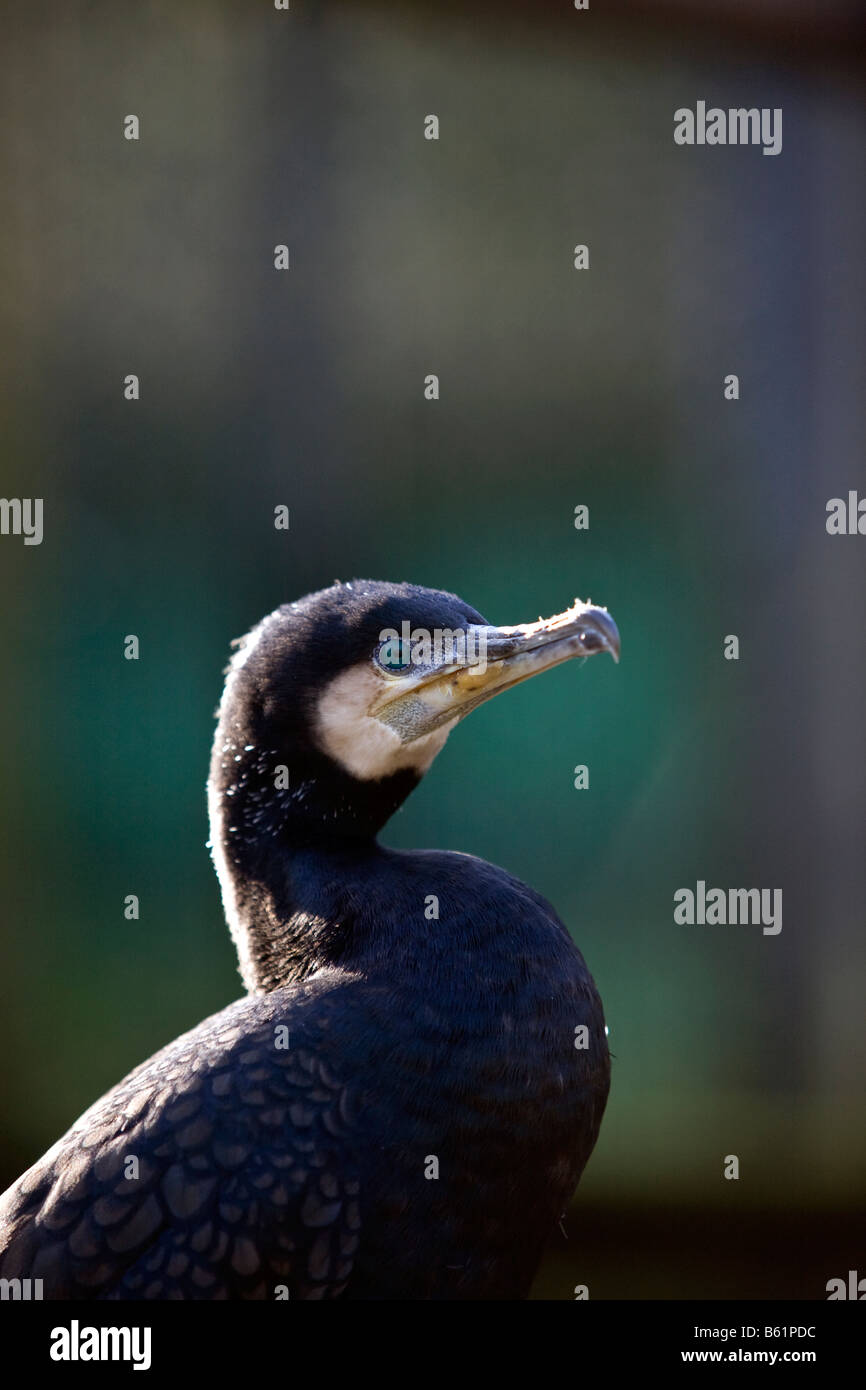 The head of a Cormorant bird Stock Photo - Alamy