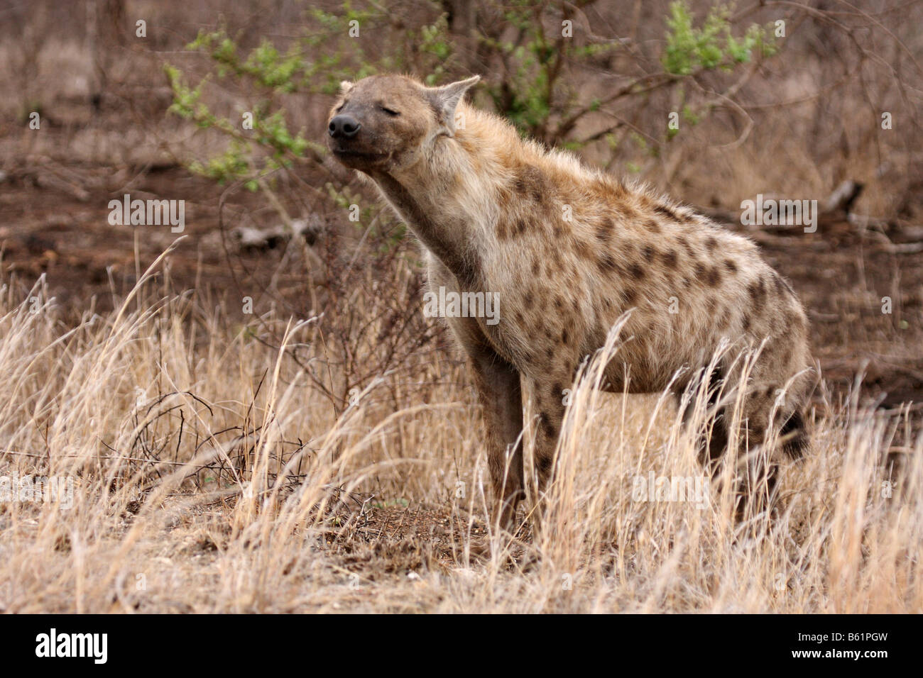 spotted hyaena hyena sniffing the air with eyes closed Stock Photo - Alamy