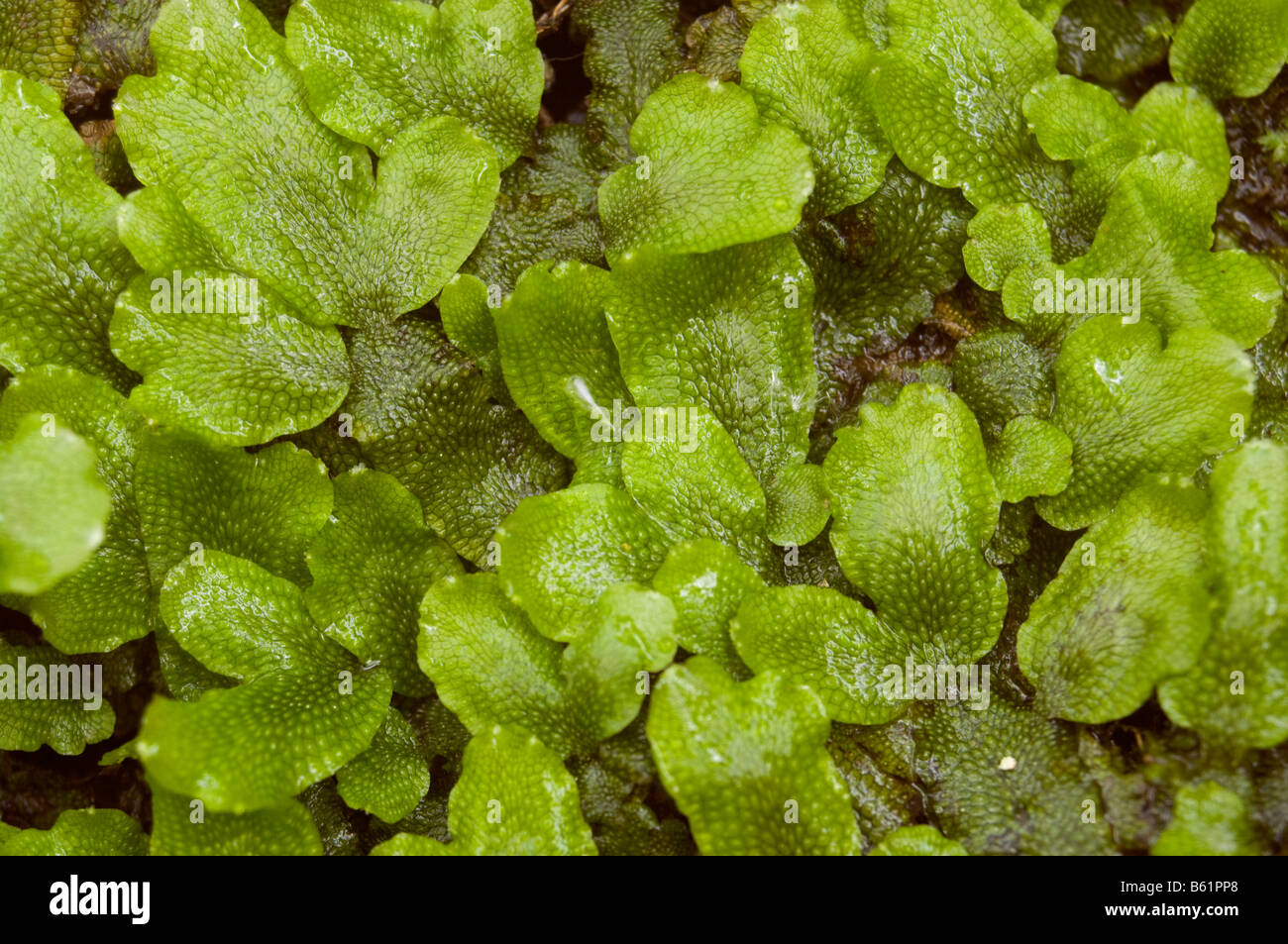 Liverwort hi-res stock photography and images - Alamy