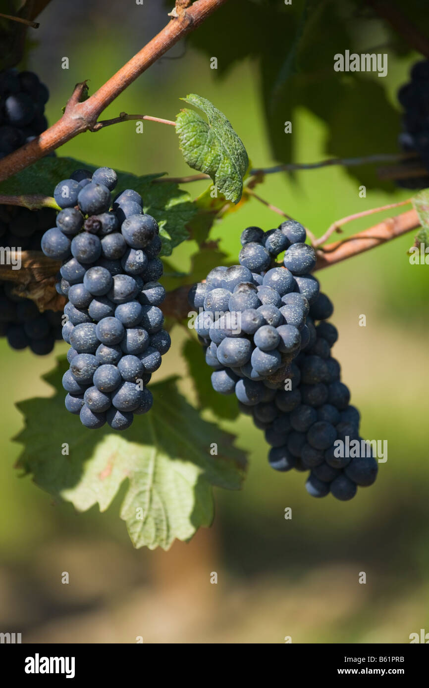 Red Grapes Growing on a Grapevine Stock Photo - Alamy