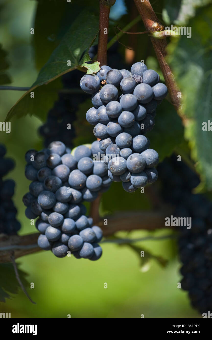 Red grapes growing hi-res stock photography and images - Alamy