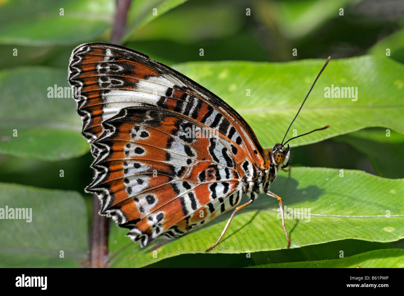 Cruiser Butterfly (Vindula arsinoe), female, Queensland, Australia ...