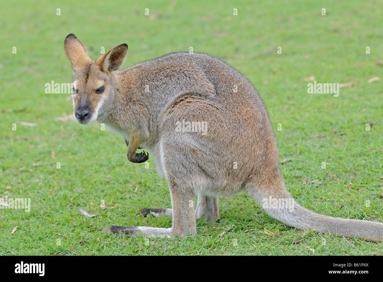 Red-necked Wallaby (Macropus rufogriseus), Queensland, Australia Stock ...