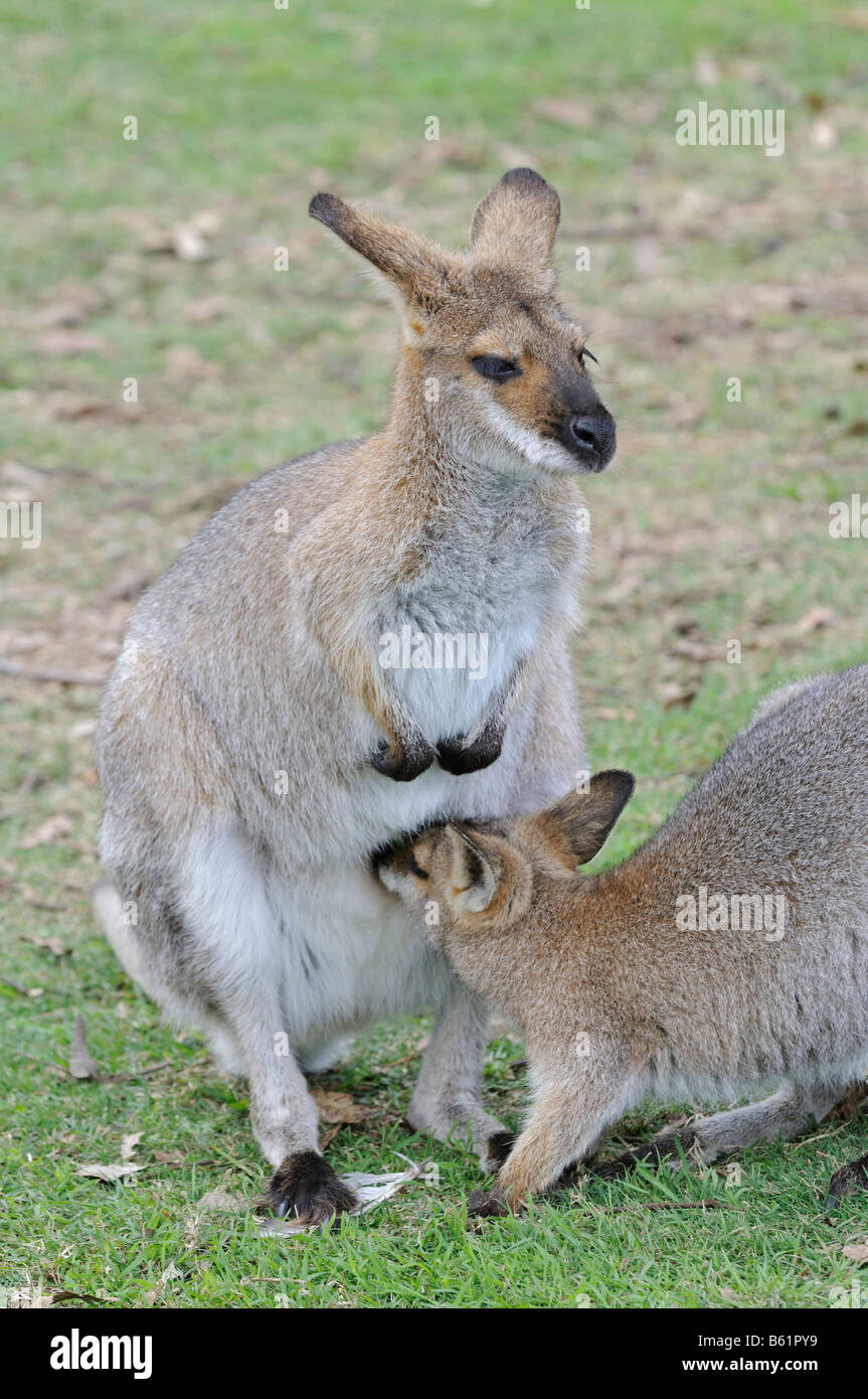 Macropus rufogriseus rufogriseus mammals mammal marsupial mammals ...
