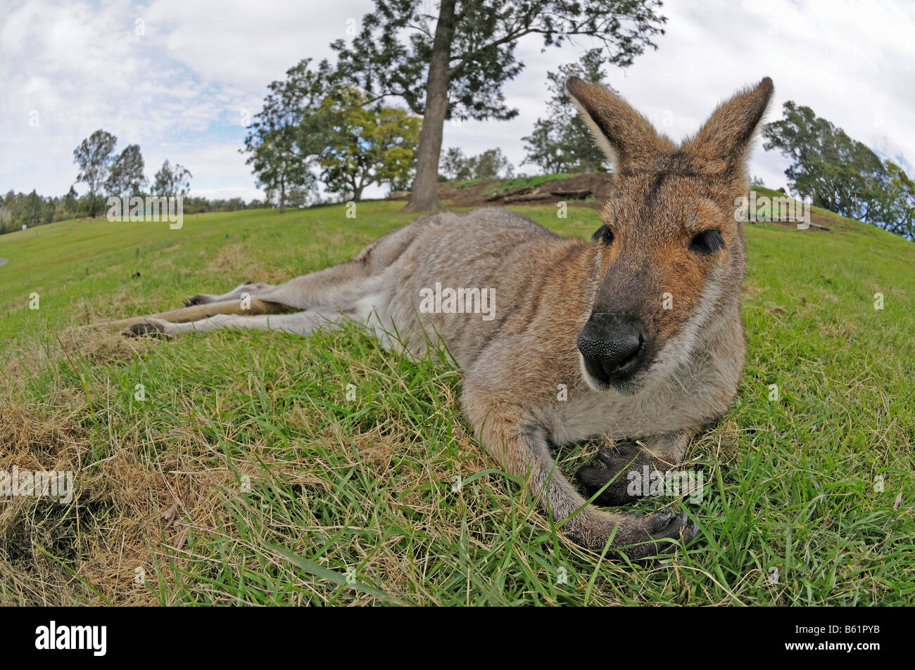 Red-necked Wallaby (Macropus rufogriseus), Queensland, Australia Stock ...