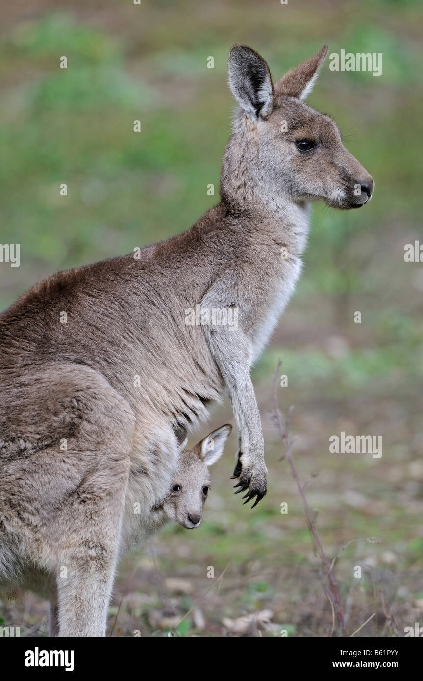 Eastern Grey Kangaroo (Macropus giganteus), mother with young animals ...