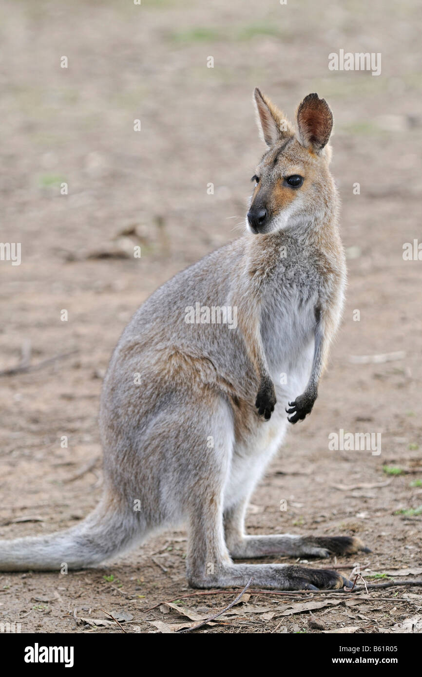 Agile or Sandy Wallaby (Macropus agilis), Queensland, Australia Stock ...