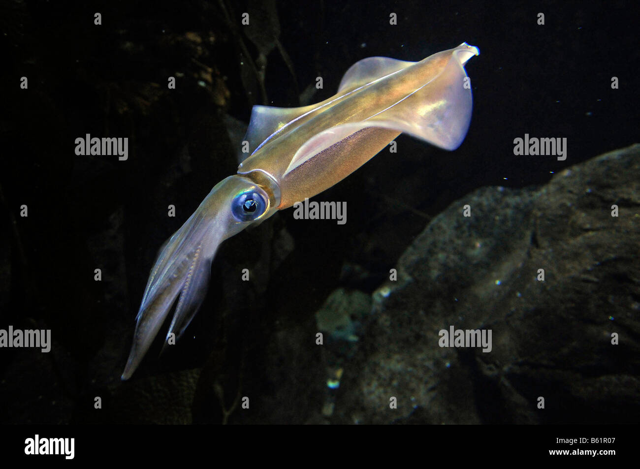 Southern Calamari Squid (Sepioteuthis australis Stock Photo - Alamy