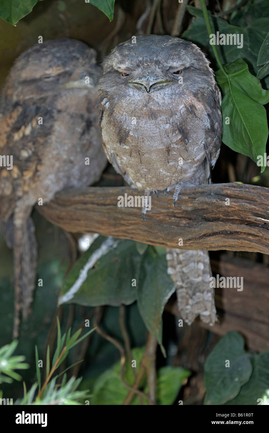 Tawny Frogmouth (Podargus strigoides), rare, Queensland, Australia ...