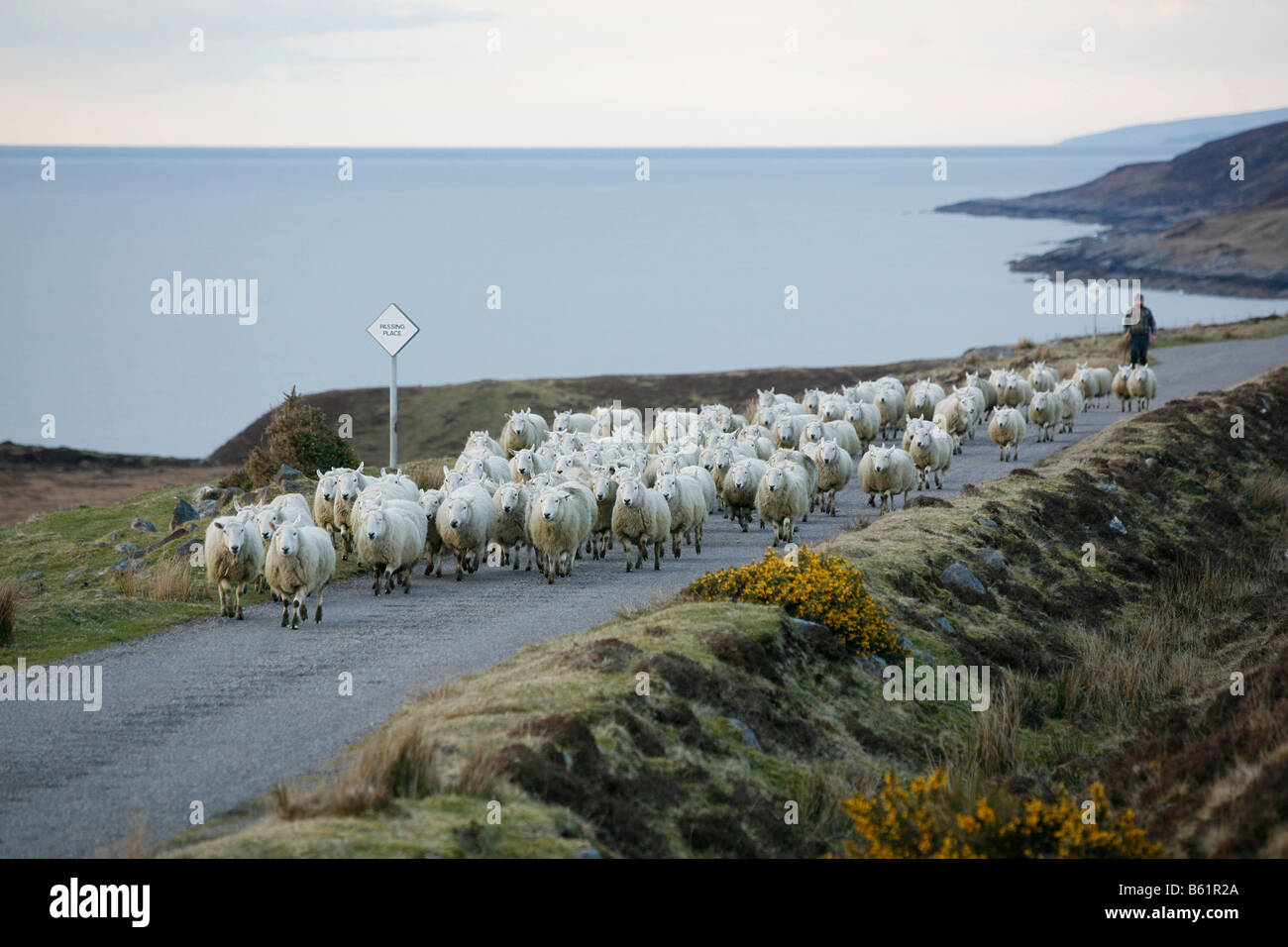 Sheep drover hi-res stock photography and images - Alamy