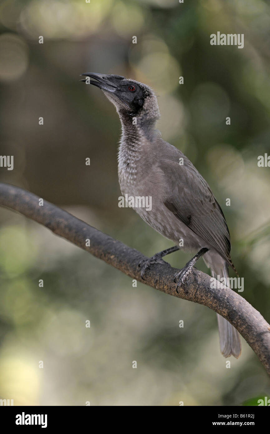 Helmeted friarbird philemon buceroides rare hi-res stock photography ...