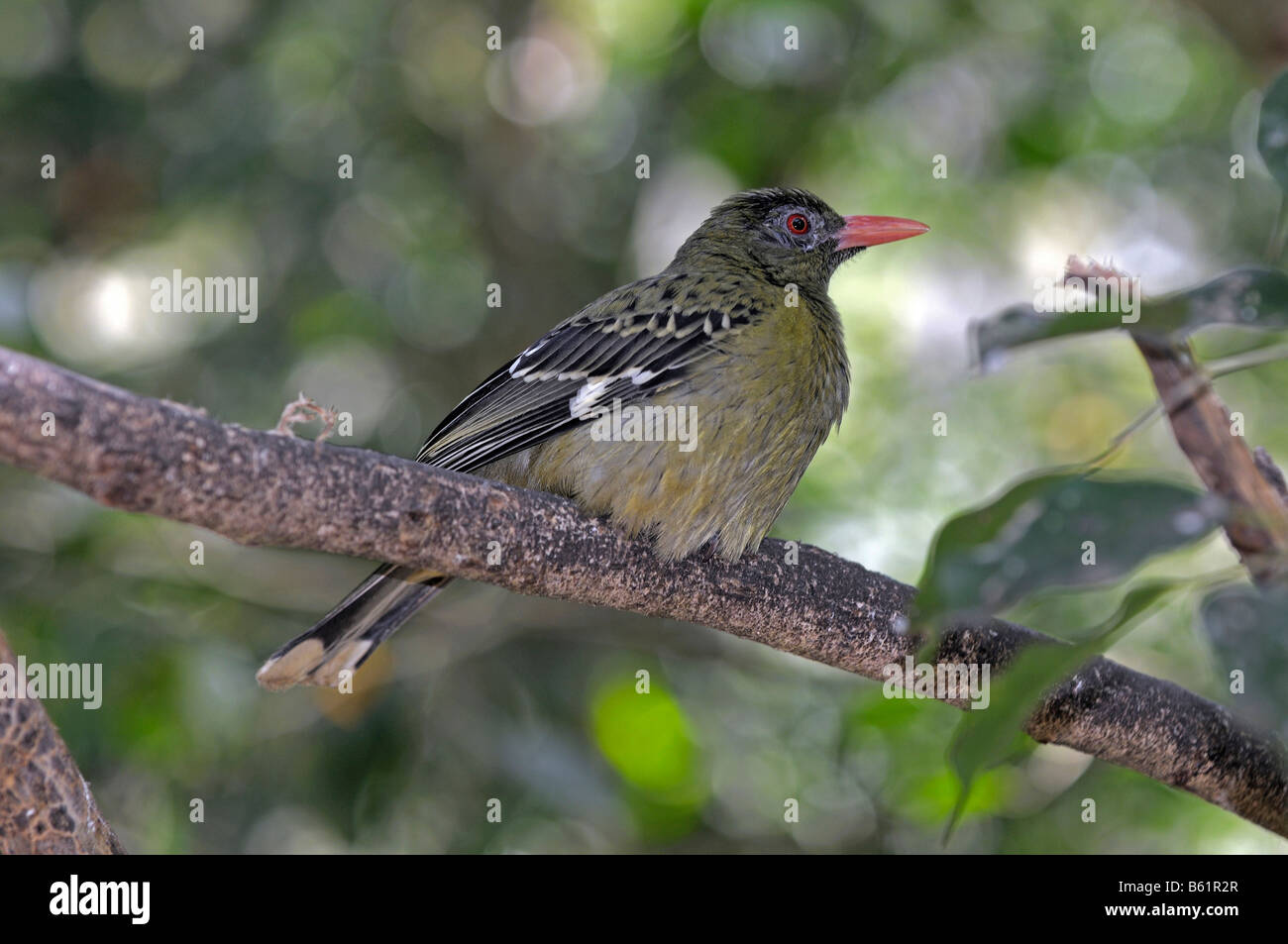 Oriolus flavocinctus hi-res stock photography and images - Alamy
