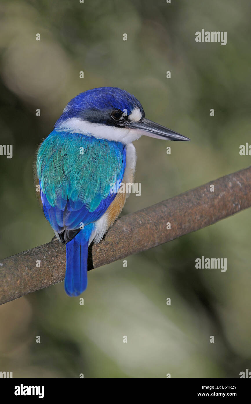 Red kingfishers hi-res stock photography and images - Alamy