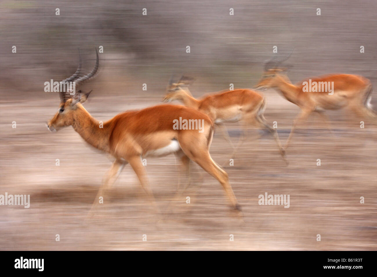 Impala three adults running with blurred motion effect Stock Photo - Alamy