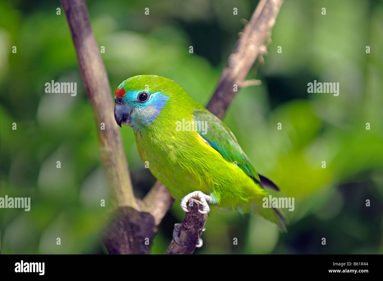 Double-Eyed Fig-Parrot or Blue-Faced Fig-Parrot or Red-Faced Fig-parrot ...