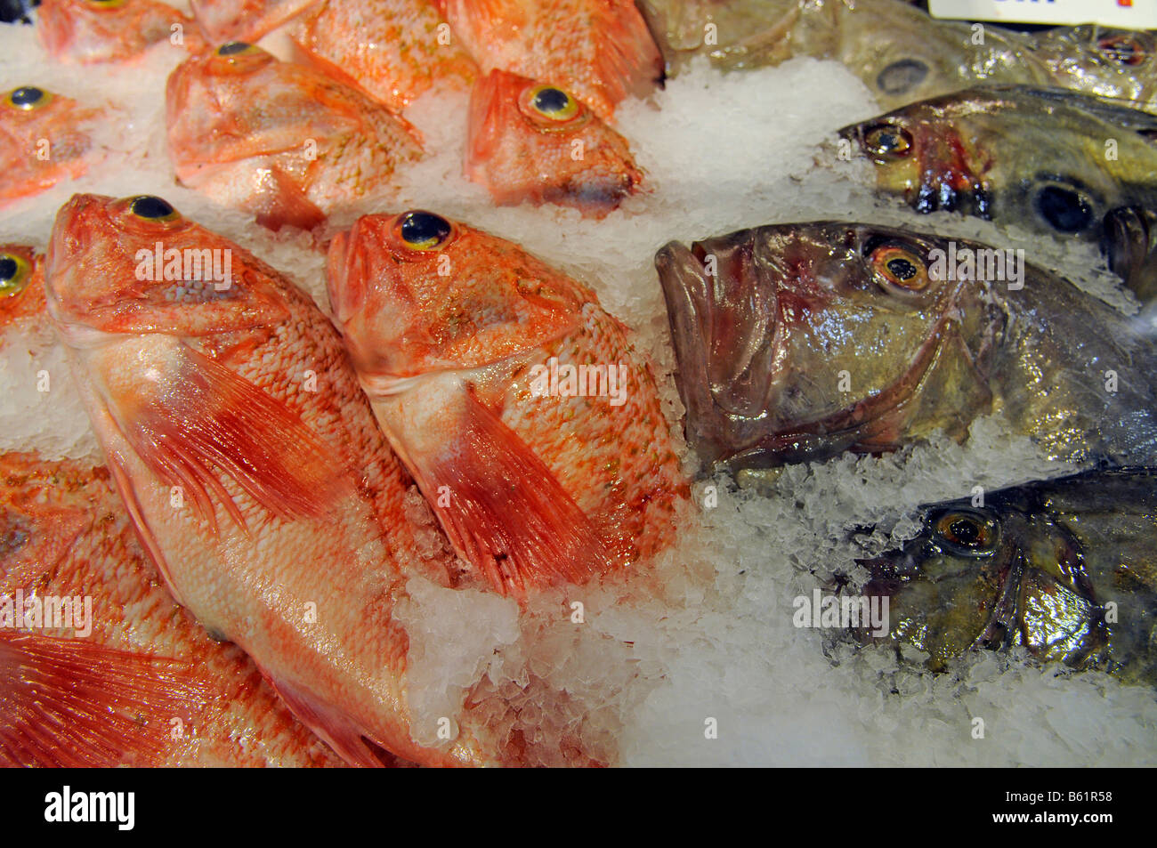 Australian snapper hi-res stock photography and images - Alamy