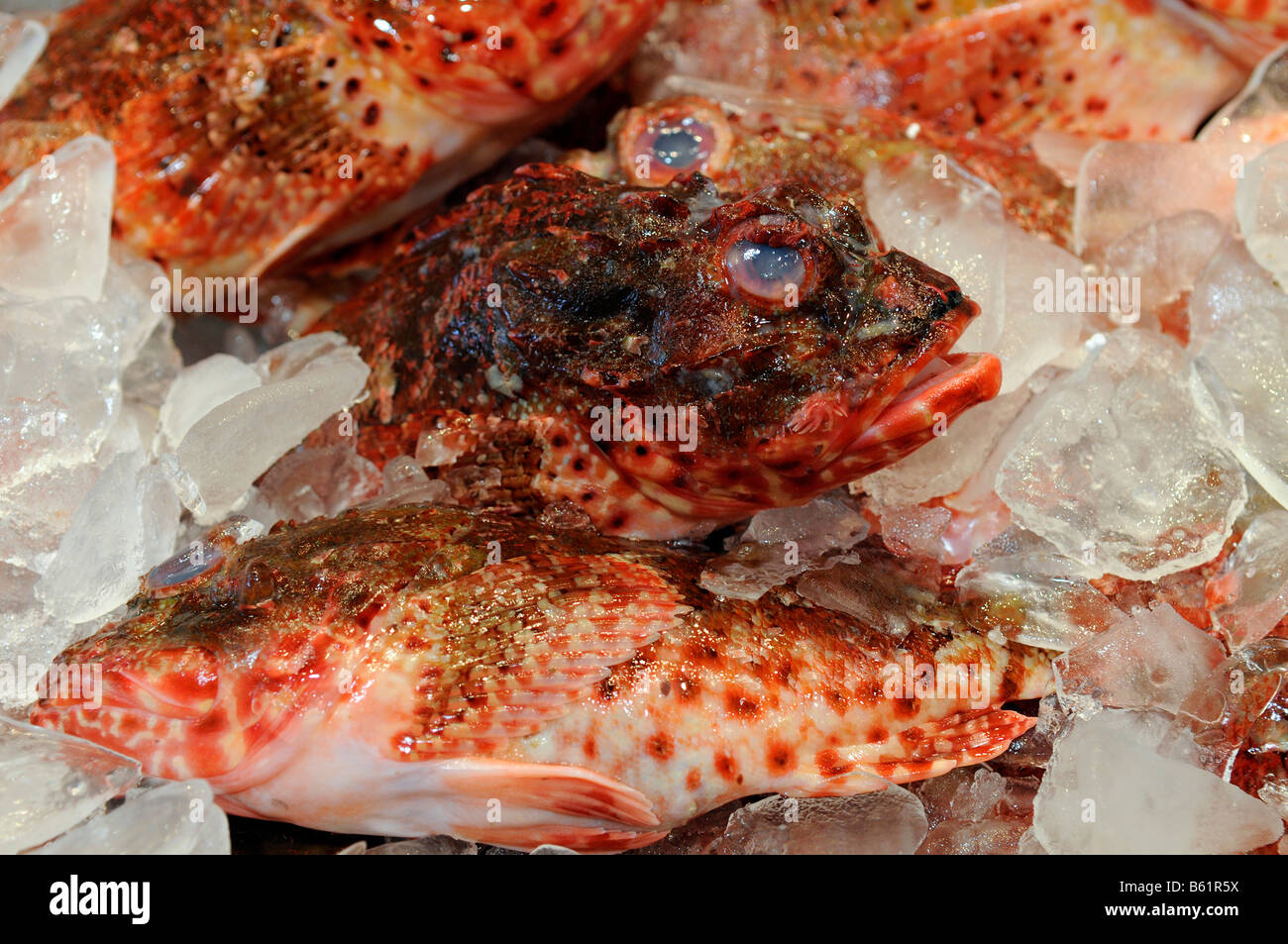 Fresh scorpion fish, fish market, Sydney, Australia Stock Photo - Alamy