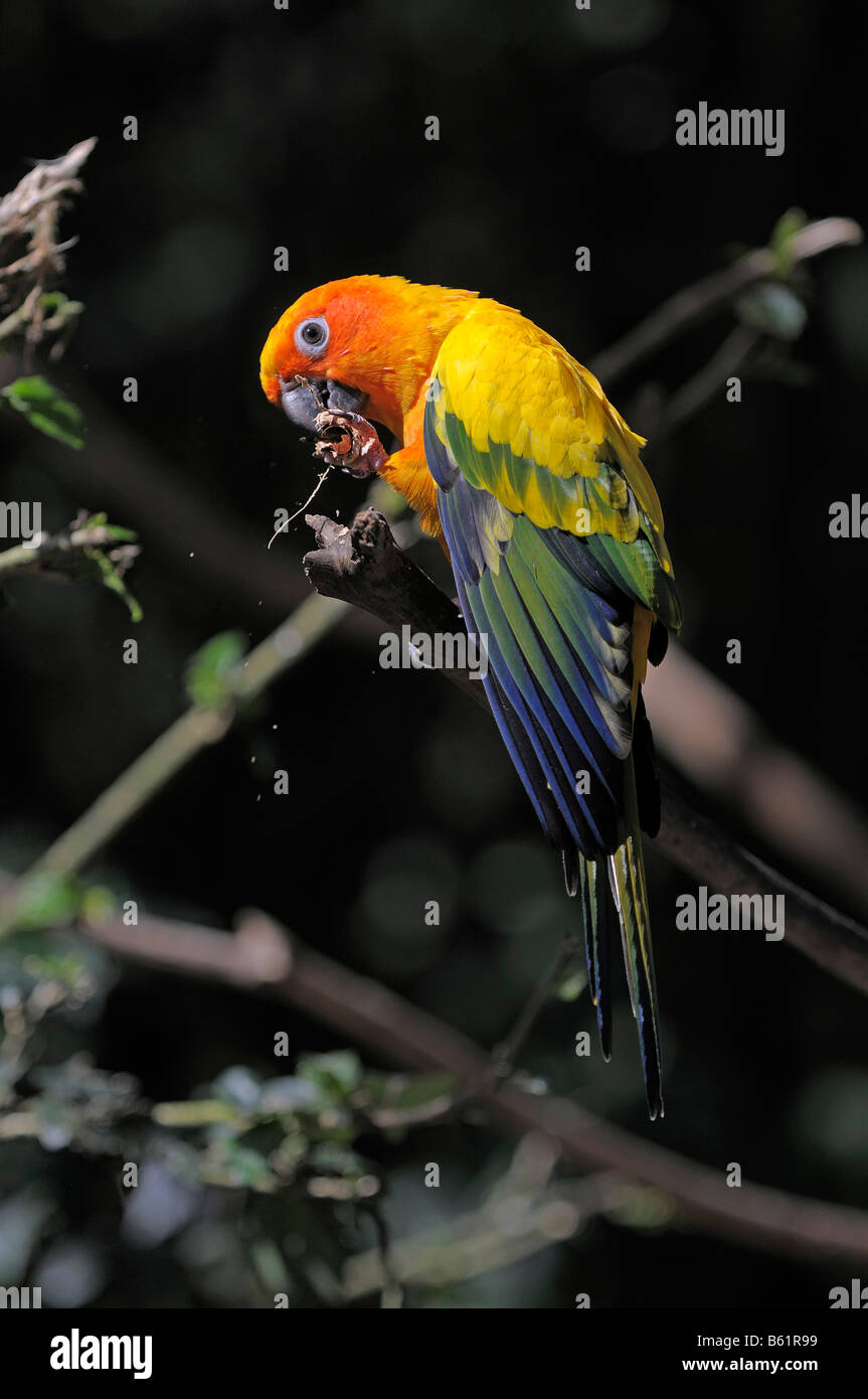 Sun conures hi-res stock photography and images - Alamy