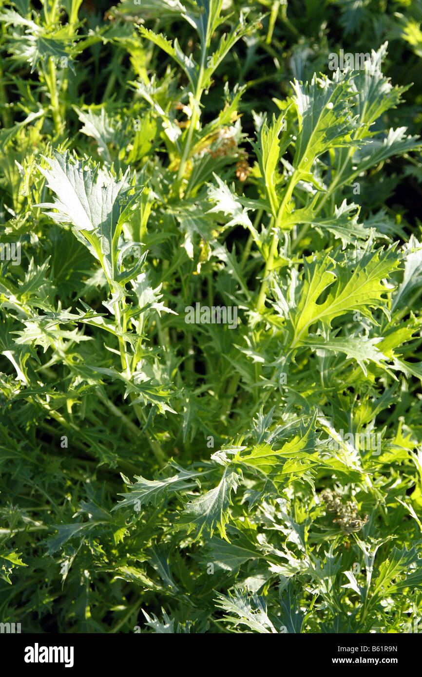 Mizuna greens hi-res stock photography and images - Alamy