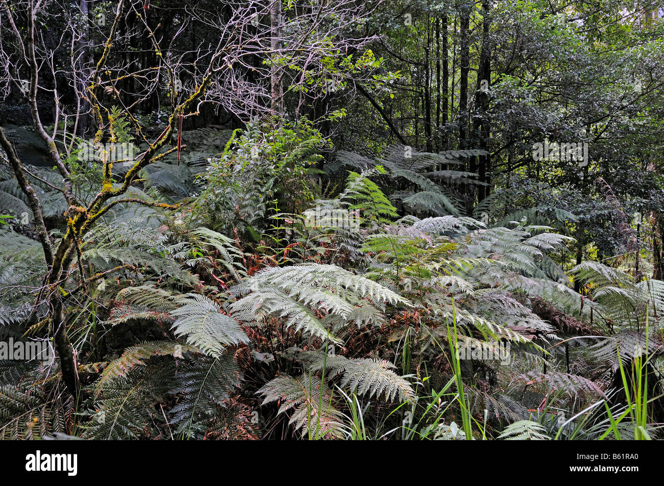 Rock Felt-ferns (Pyrrosia rupestris) in a temperate rainforest, Blue ...
