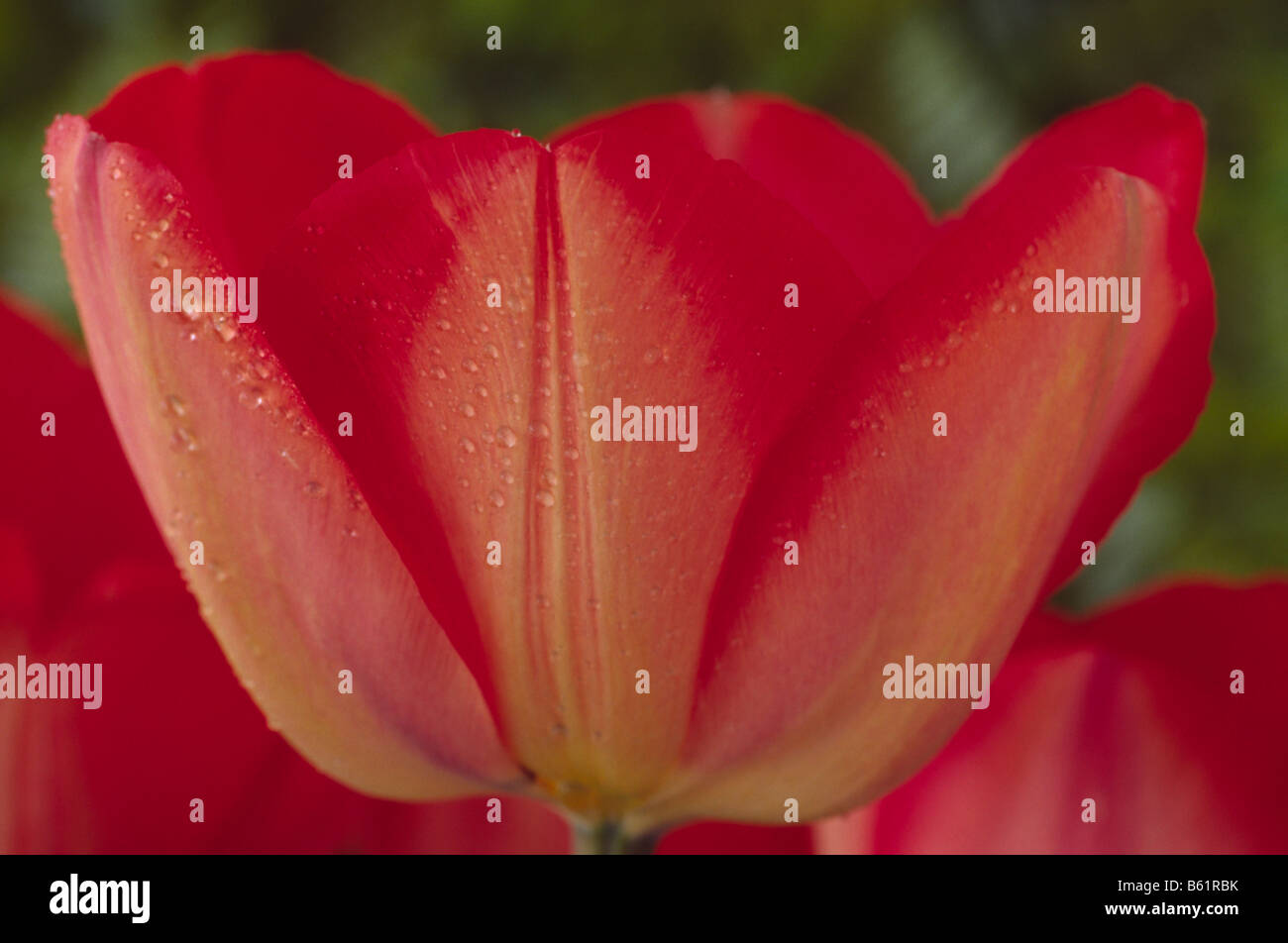 Tulip big chief hi-res stock photography and images - Alamy