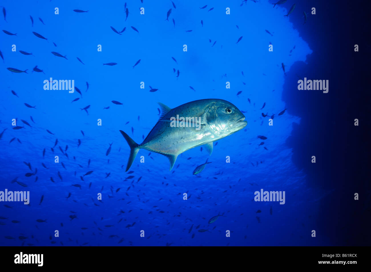 Caranx ignobilis Giant trevally, Red Sea Stock Photo - Alamy