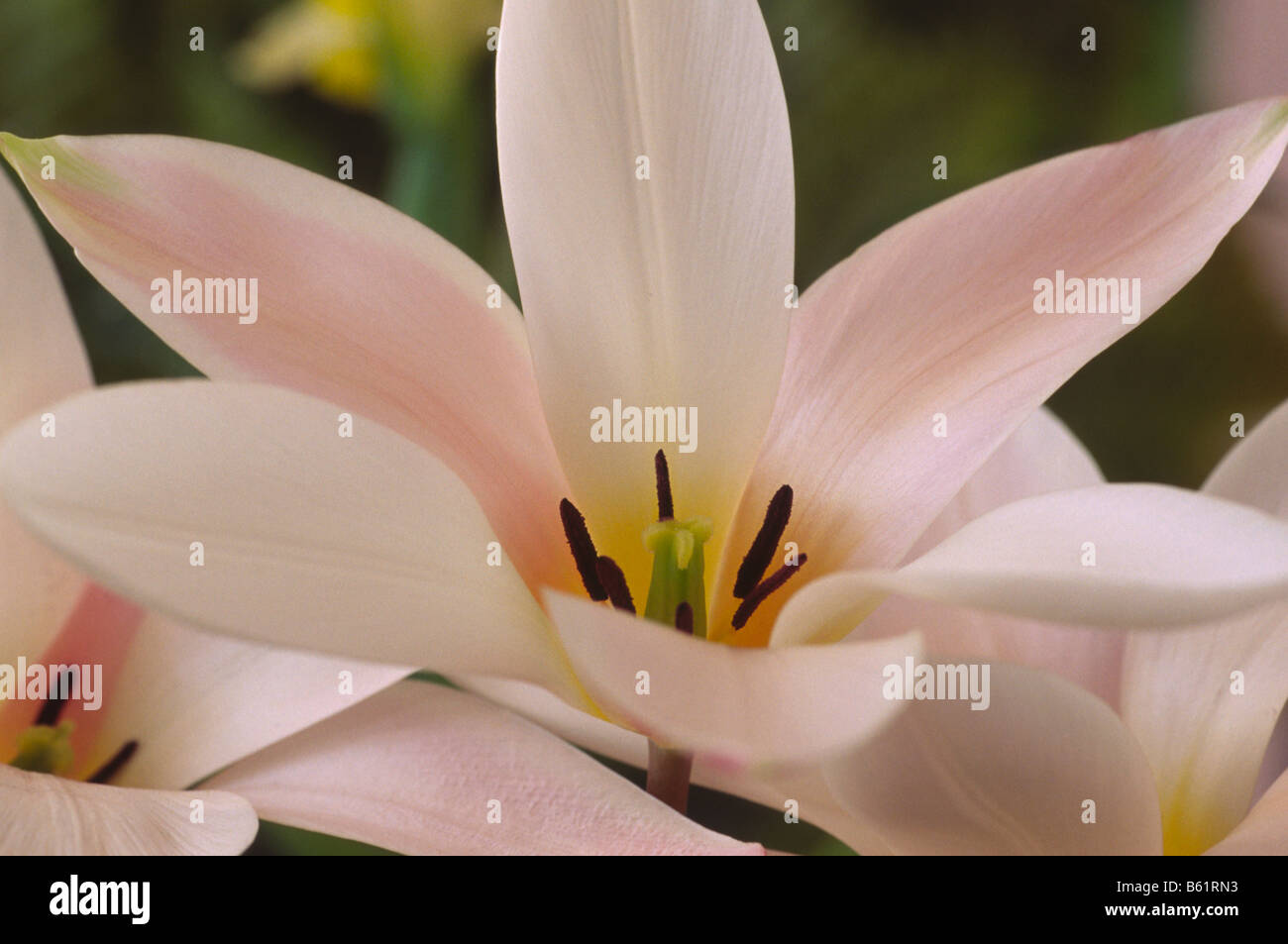 Tulipa 'Lady Jane' (Tulip) Miscellaneous group tulip. Close up of open ...