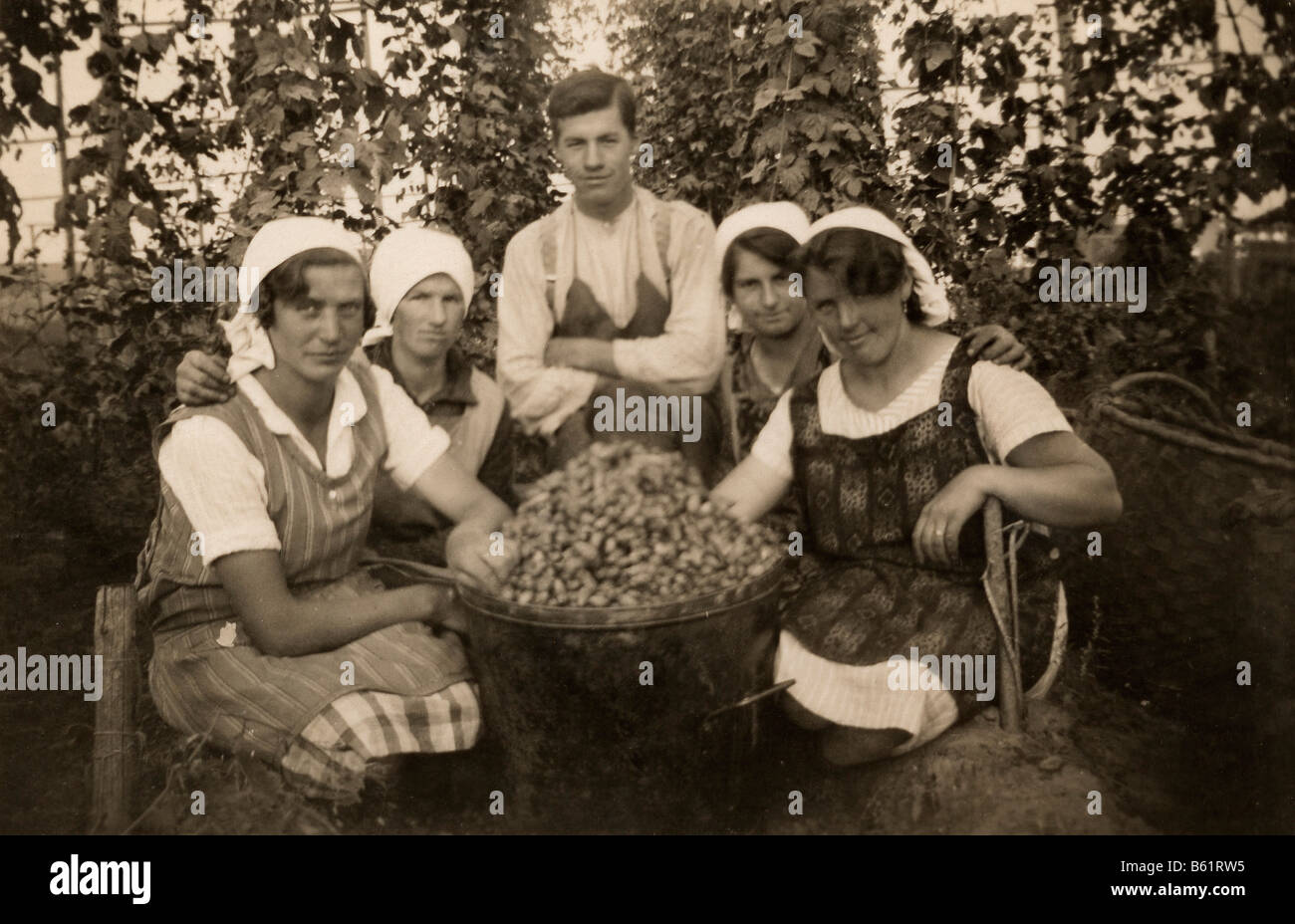 Hop picking hi-res stock photography and images - Alamy