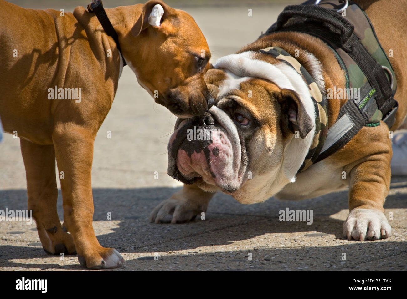 Dog breed holland hi-res stock photography and images - Alamy