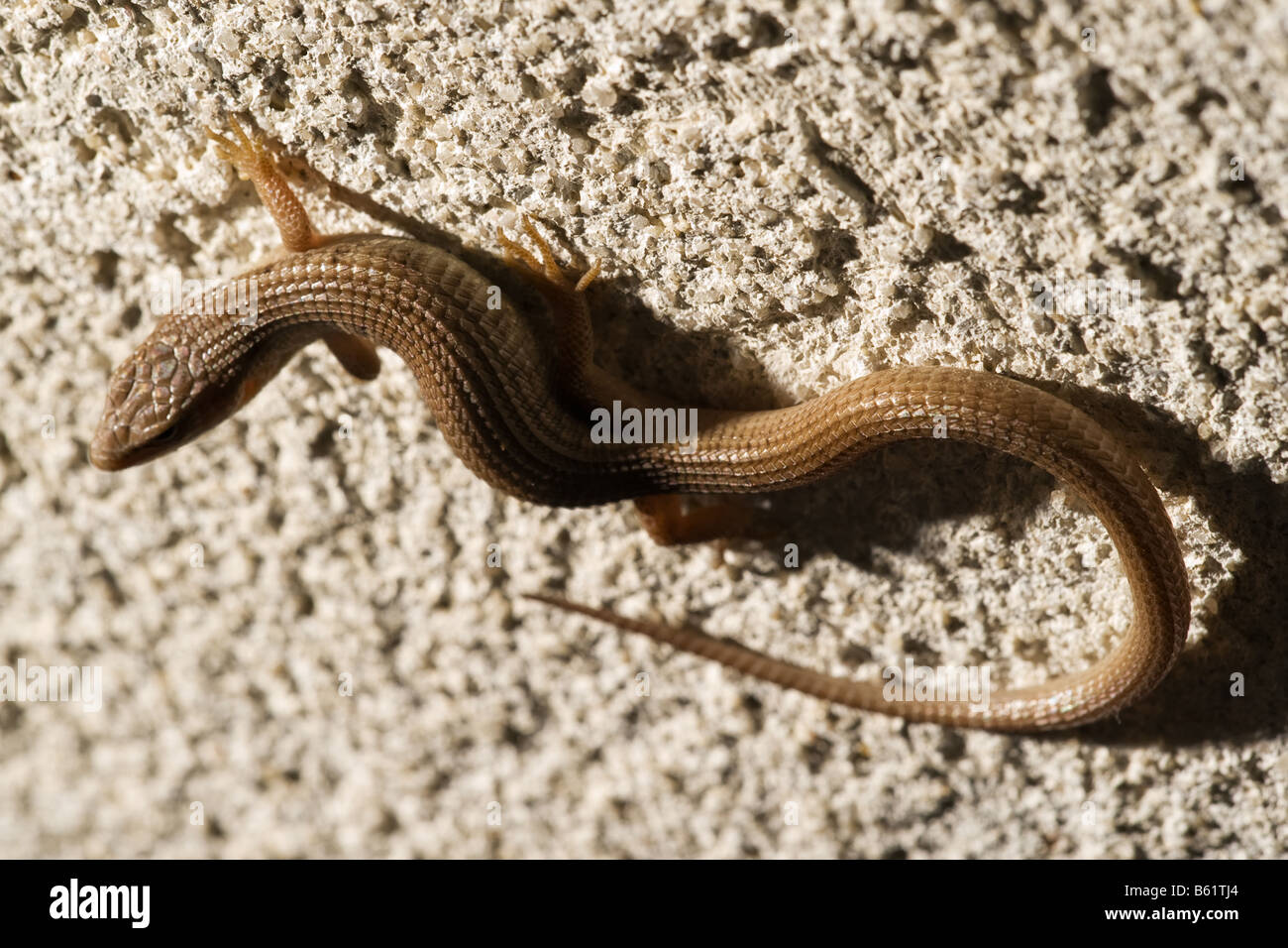 Lizard cold blooded hi-res stock photography and images - Alamy