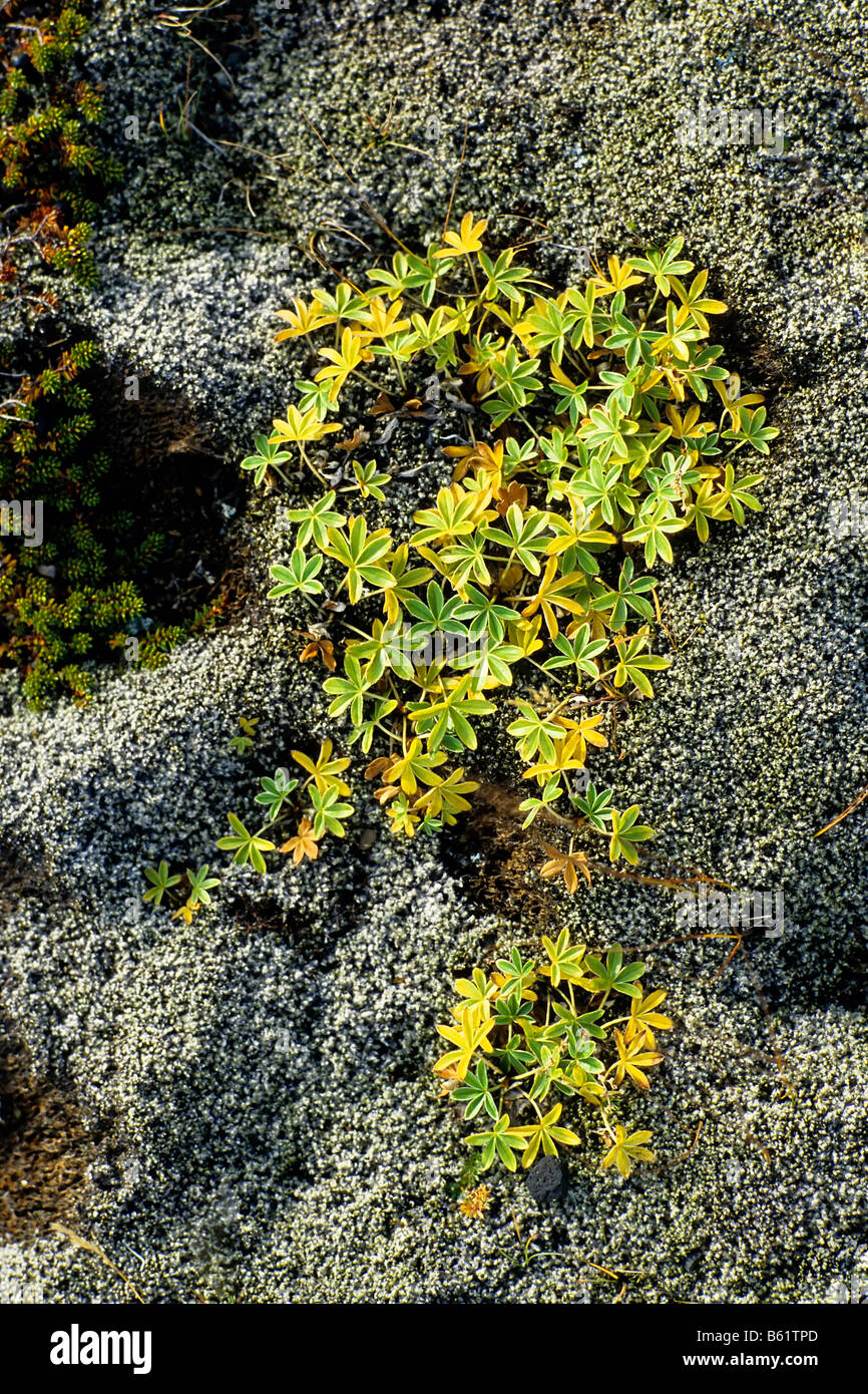Blooming moss, detail, Iceland, Europe Stock Photo - Alamy