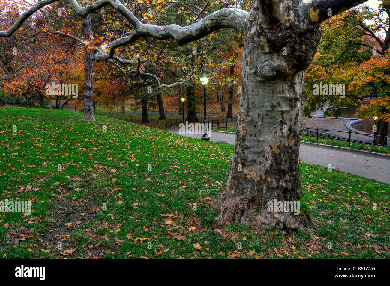 Large sycamore tree in front of sidewalk in late evening Stock Photo ...