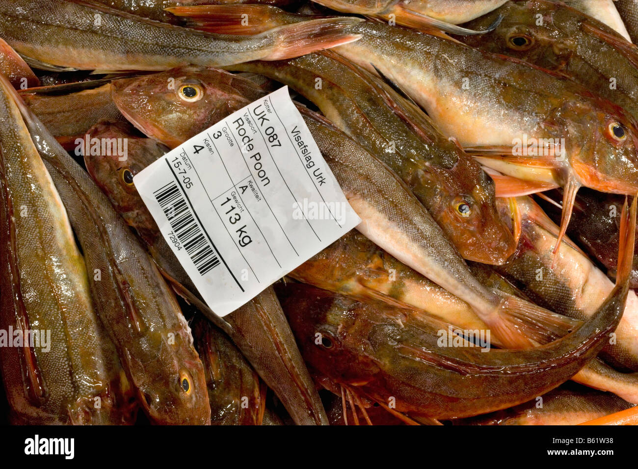 Holland Flevo Urk Fish auction Sapphirine gurnard Stock Photo - Alamy