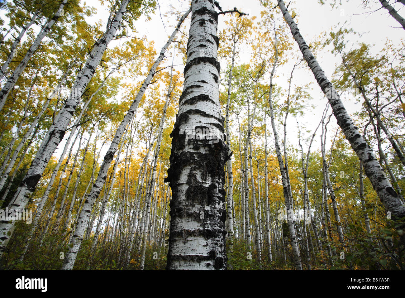 Aspen tree trunks hi-res stock photography and images - Alamy