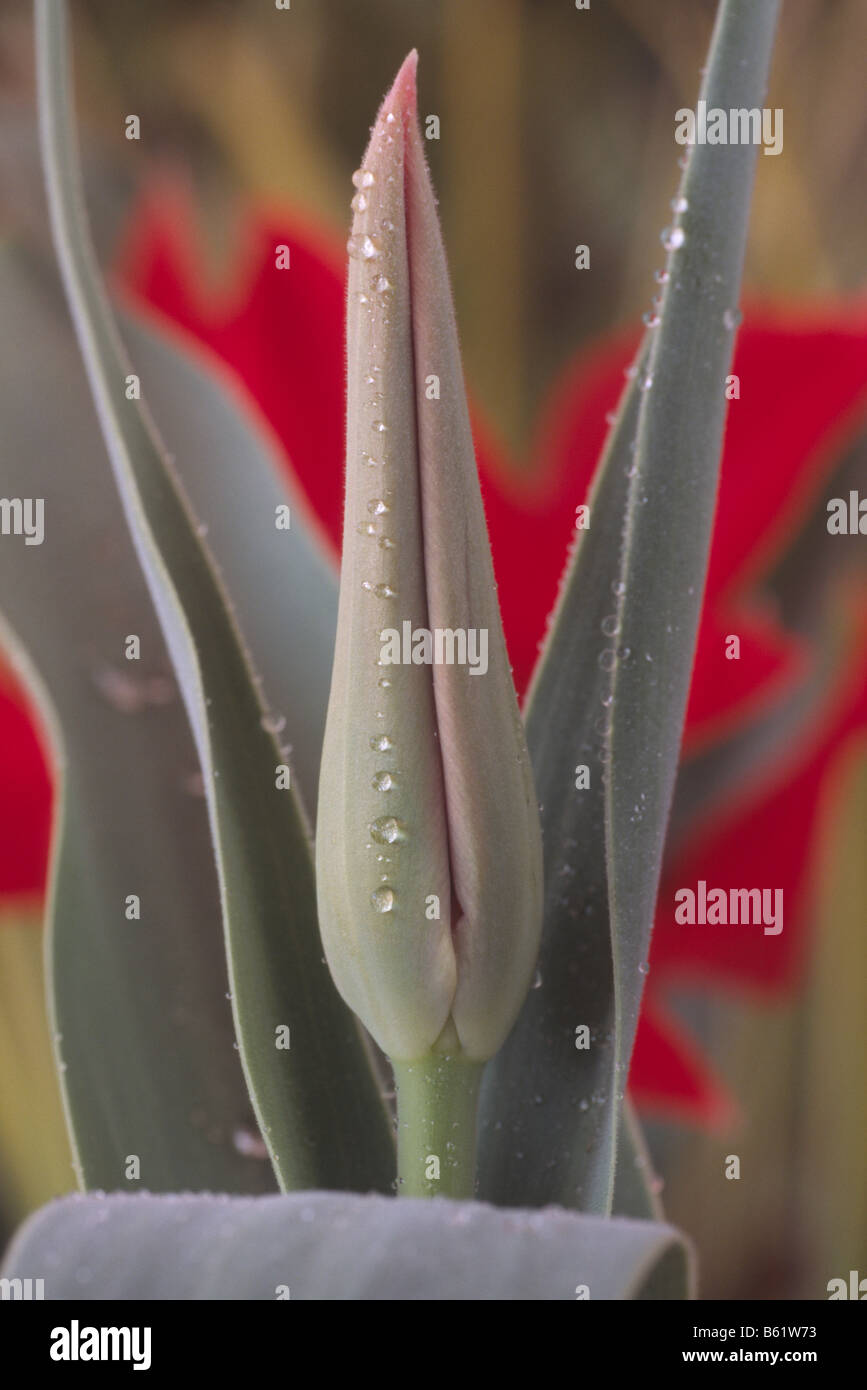 Tulip buds hi-res stock photography and images - Alamy