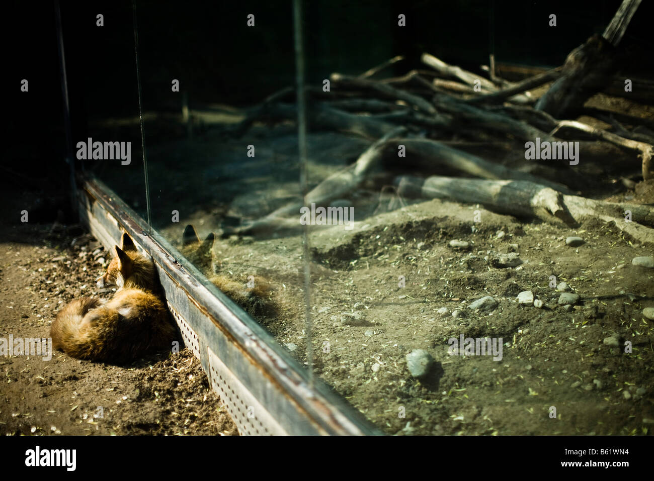 Run down zoo hi-res stock photography and images - Alamy