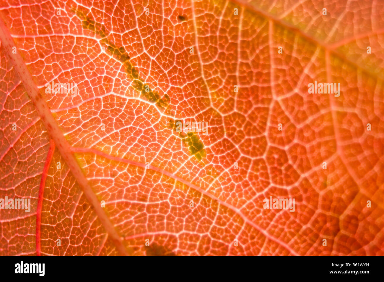 A backlit maple leaf displays beautiful fall colors Stock Photo - Alamy