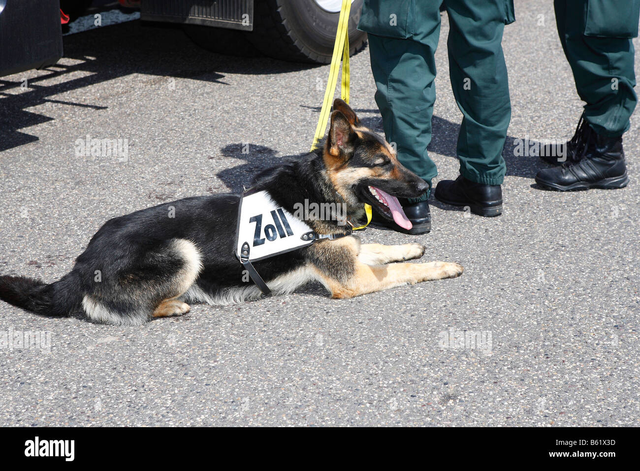 Police customs dog, lying Stock Photo - Alamy